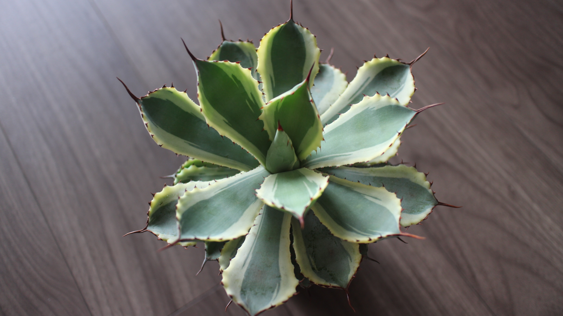 薬害の出ないアザミウマ対策の薬剤3選ーベニカスプレーのブラックアンドブルーへの薬害についてー - Plants Calendar